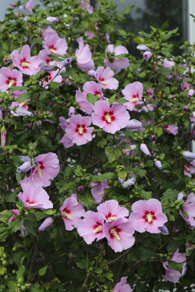 Augustikuu õitsejad Tallinna Botaanikaaias | Tallinna Botaanikaaed